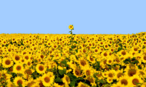 Colore Giallo: Tonalità, Come si ottiene e Significato
